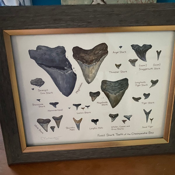 Illustrated Fossil Shark Teeth Chart Natural History Watercolor Art ...