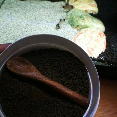 Small Wooden Salt Pig Spoon Handmade Reclaimed Oak 3 75mm Spice Incense ...