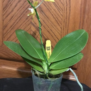 Awarded cotton Candy Phal. Cheng-de Beauty - Etsy