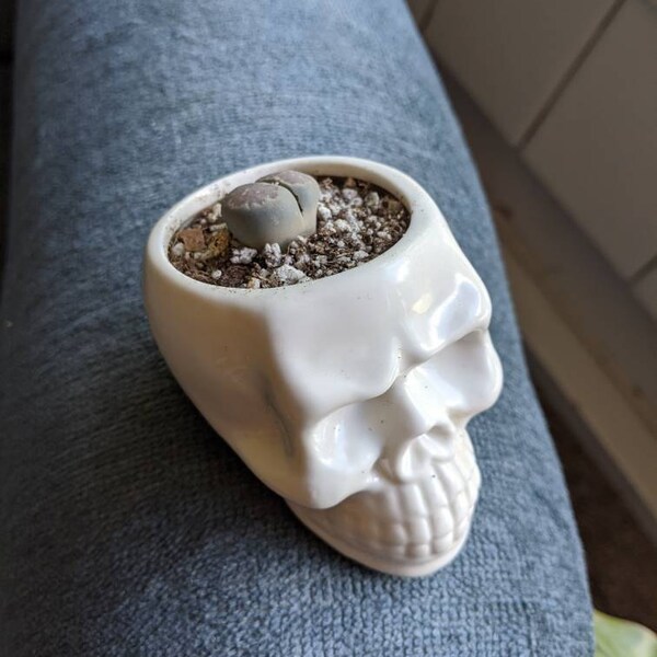 Lithops Rock Succulent Plant One Potted Plant - Etsy