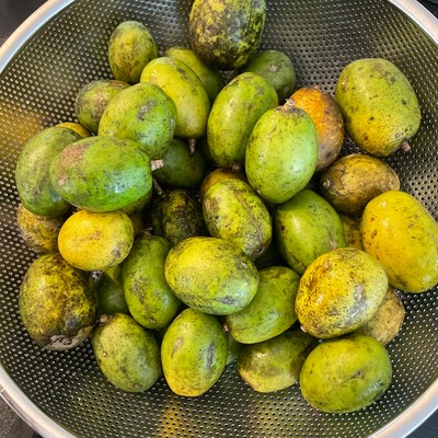 3LBS Fresh Dwarf June Plums Always Freshly Picked Ready to Ship - Etsy