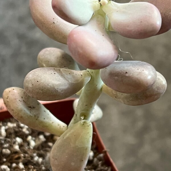 Moonstone Pachyphytum Oviferum Pearly Moonstones Succulents Plants - 2 ...