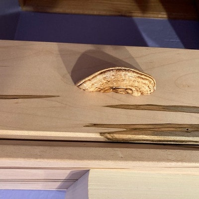 Shell Knobs Beach Knobs and Pulls Beach House White Knobs Drawer Knobs ...