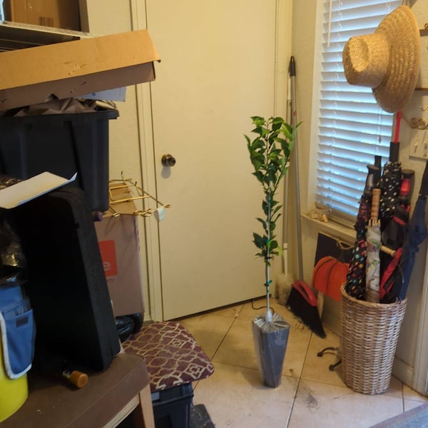 Ficus Altissima Variegata Asian Council Tree 4.5 Inch Pot Size - Etsy