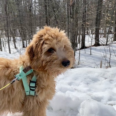 Lof Training Dog Harness With Handle, Designed to Fit Dogs Body Best ...