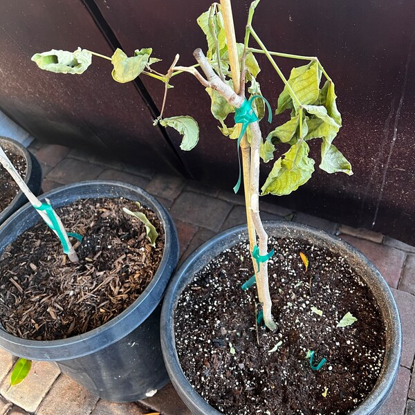 LIVE Pacay Icecream Bean Tree 'inga Feuillei' Rooted in a Small Pot ...