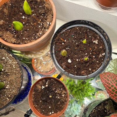 Leila Savanna Rose Tuber Semi-cactus Bloom Size 4-6 Plant Height 4 Feet ...