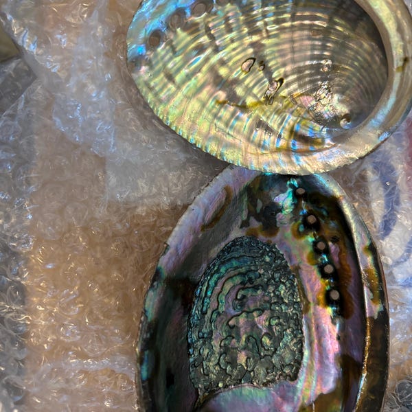 Abalone Shells: Choose Size 2 - 7" Mini & JUMBO Abalone Shells (holds ...