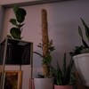 Sphagnum Moss Pole for Climbing Plants, PVC Moss Pole, Moss Pole for ...