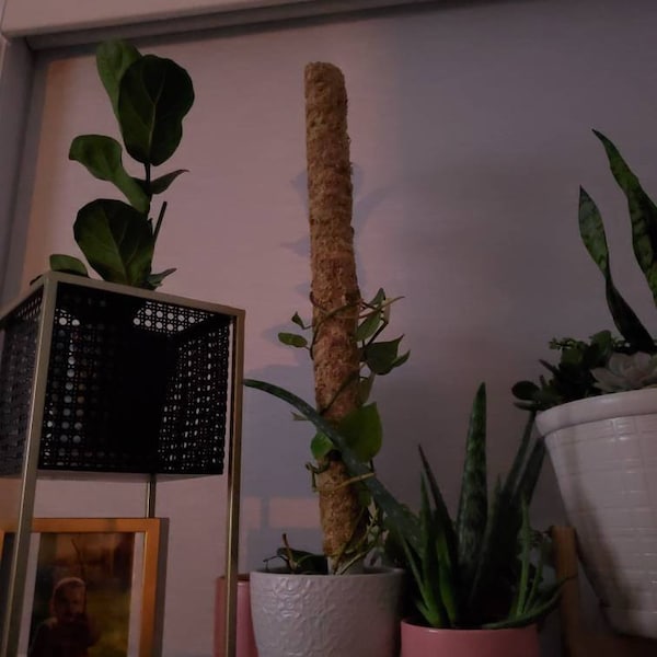 Sphagnum Moss Pole for Climbing Plants | PVC Moss Pole | 1ft, 2ft, 3ft ...