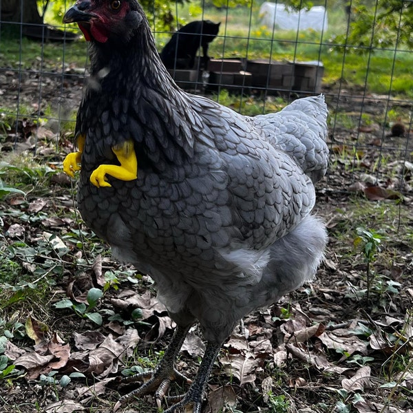 3D Printed Chicken Arms Velociraptor T-rex Dinosaur Arms - Various ...