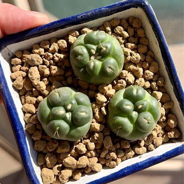 Rare Cactus - Coryphantha Elephantidens Cv. Inermis Offset (1”), Live ...