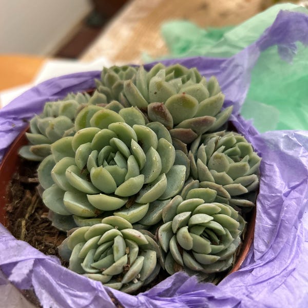 Echeveria Elegance 4" Inch Pot - Multiple Pups - Etsy