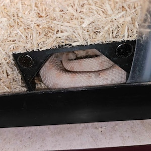 XL Hoggy Hide. Burrow Hide. Snake Hide for Western Hognose, Colubrids ...