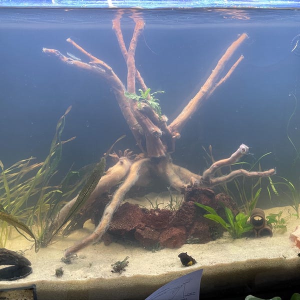 BUY 2 GET 1 FREE Corkscrew Val! (vallisneria Contortionist)-easy Live ...