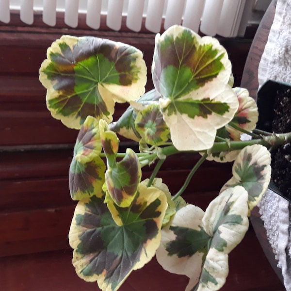 Velma Cox Zonal Geranium, Also Known as Mrs. Henry Cox - Garden Ready ...