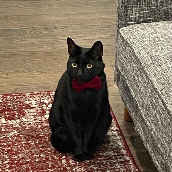 Holiday Bow Tie Cat Collar Set - 