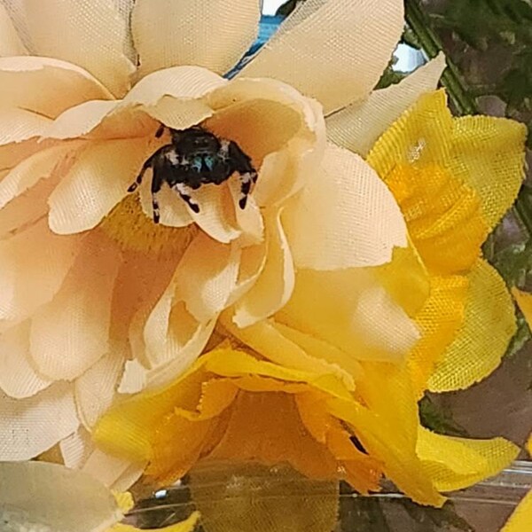 Jumping Spider Enclosure Decor - Etsy