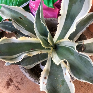 Zone 8 Plant XL Agave Americana 'marginata' - Etsy