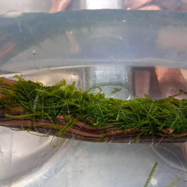 Windy Pods for Shrimp, Fish, Aquariums Craft Supplies Botanicals - Etsy