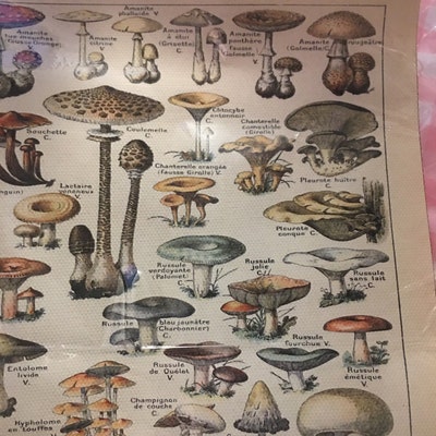 Vintage Wall Posters Animals and Insects Wall Pictures Mushrooms Canvas ...