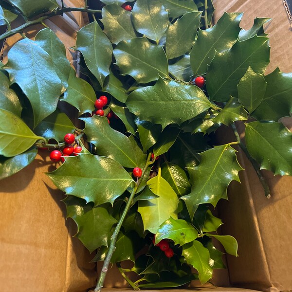 Freshly Harvested Cedar Boughs - Etsy