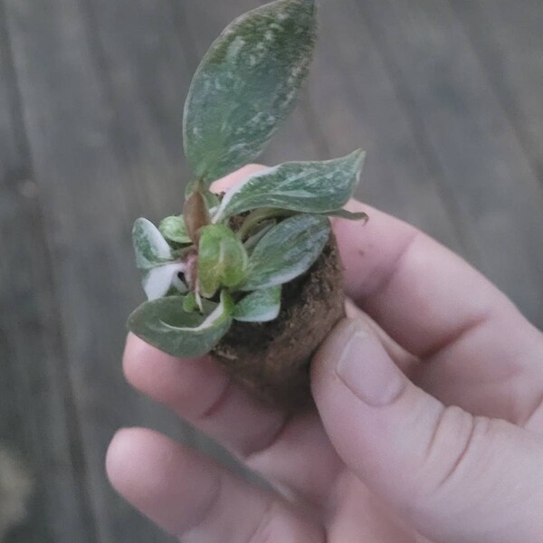Philodendron Marble Galaxy Pink Princess Starter Plant (scratch and ...