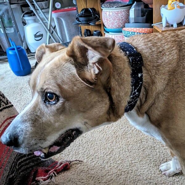 Dog Collar, Big Dipper, Stars, Constellations, Key Fob, Keychain, Glow ...
