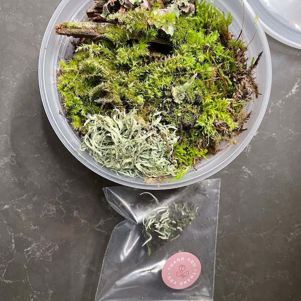 Swans-neck Thyme Moss Mnium Hornum Terrarium Moss - Etsy