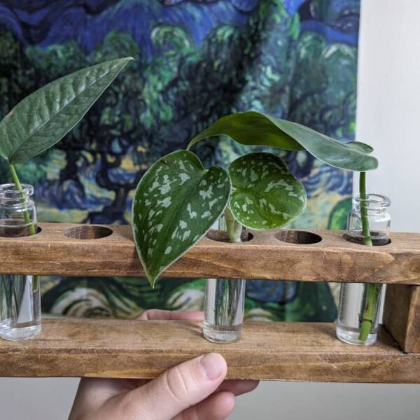 Rare Pothos Cuttings Mix- Marble Pothos / Heart Leaf Philodendron ...