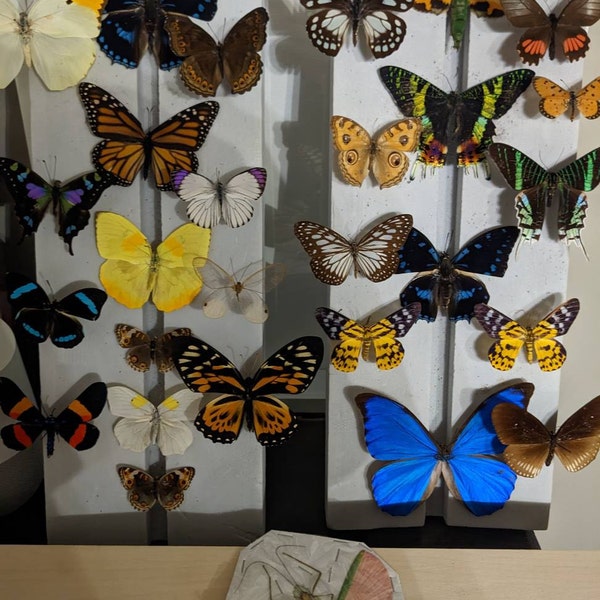 Pyrops Candelariareal Lanternfly for Insect Art Project Unmounted ...