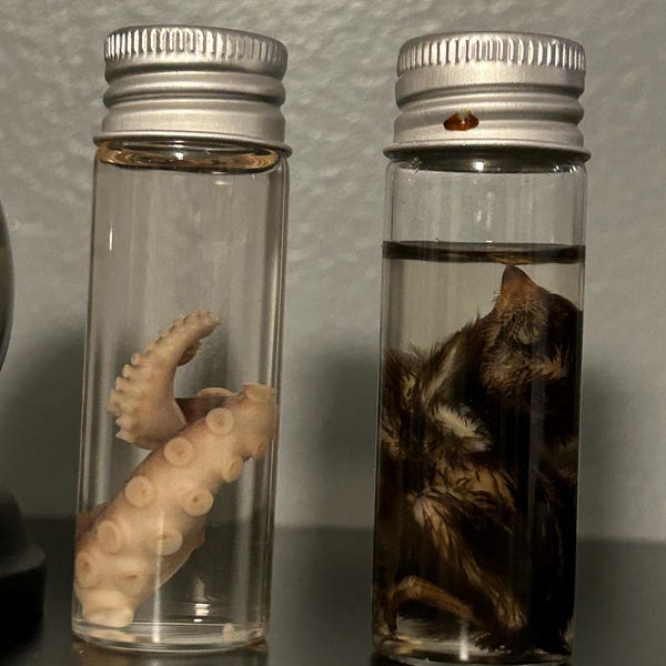 Littlest Pet Shop Custom Panda Bear, Watermelon Bear, Custom Lps ...