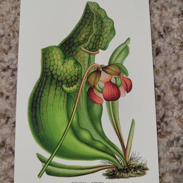 Carnivorous Insect Eating Plant Trumpet Pitchers Botanical Wall Art ...