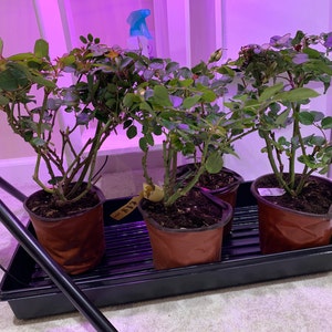 Rare New Rose. Red Juicy Terrazza. 红果汁flower Machine. Continue Blooming ...