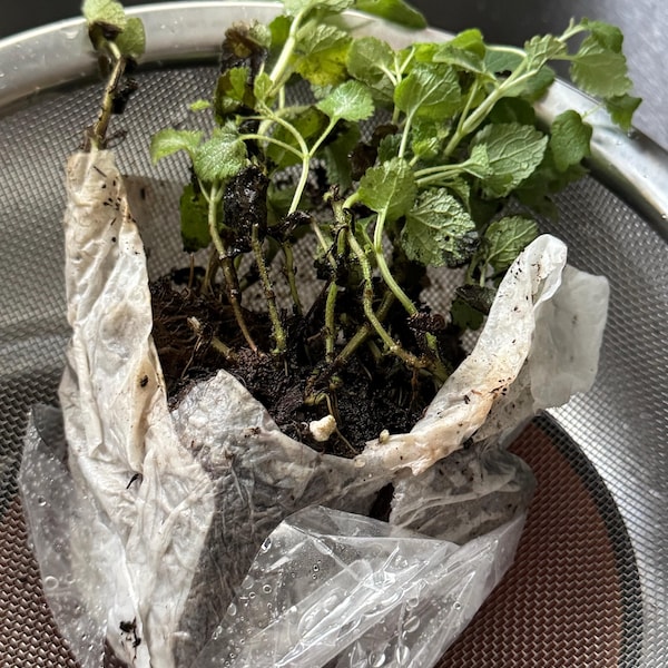 5 Mixed Coreopsis Starter Perennials. Loves Sun. Super Easy to Grow ...