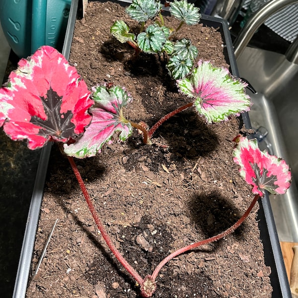 Begonia Rex Kotobuki Starter Plant (ALL STARTER PLANTS Require You to ...