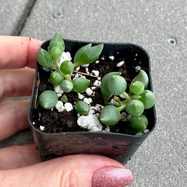 String of Tears Senecio Citriformis Succulent Plant - Etsy