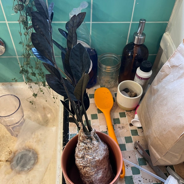 Fresh Black Raven ZZ Zamioculas Zamiifolia Live Houseplant - Etsy