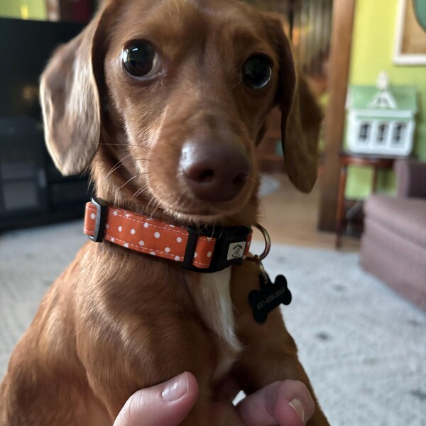 Dog Bandana Holder, Pet Bandana Organizer, Dog Clothing Organizer, Dog ...