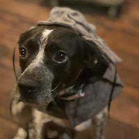 Alien Dog Costume, Toy Story Alien Dog Outfit, Halloween Dog Outfit ...