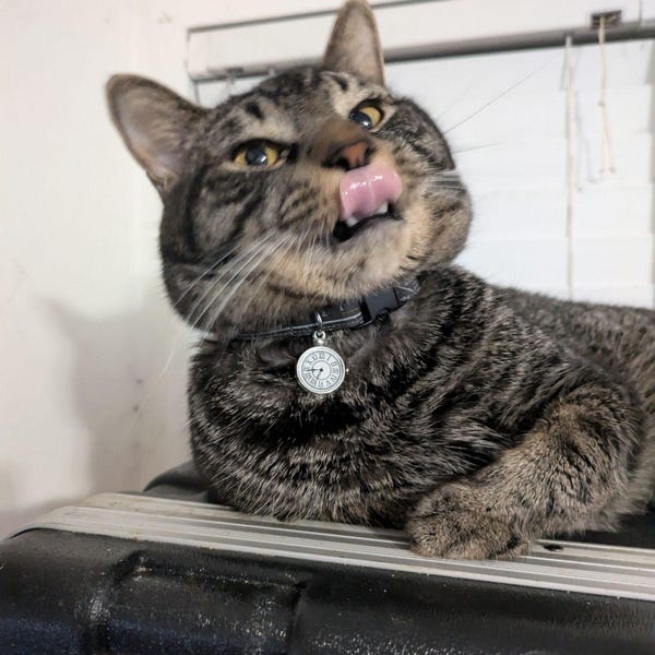 Cat Collar White With Metallic Gold Stars and Starbursts With a Matte ...