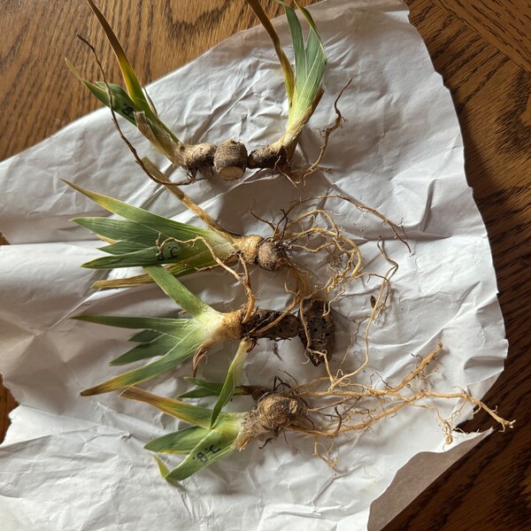 Iris 'harvest of Memories' Yellow Tall Bearded Reblooming Iris - Etsy