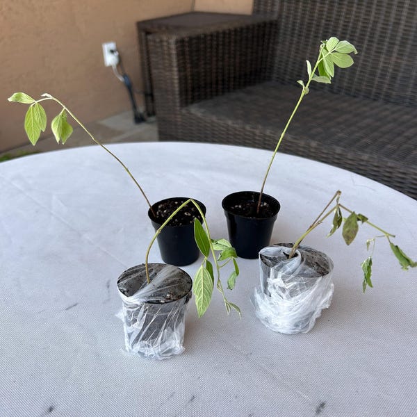 CHAYA Mayan Miracle Mexican Tree Spinach Organic Deeply Lobed Leaf ...