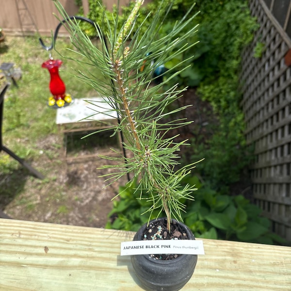 Starter Podocarpus Macrophyllus Maki Tree Outdoor Plant Landscape Live ...