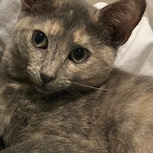 Feline Stomatitis Formula. for All Age's and All Breeds. Cuts Down the ...