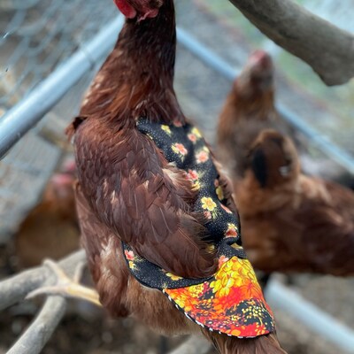Chicken Diaper/ Hen Diaper/ Rooster Diaper/ Poultry - Etsy