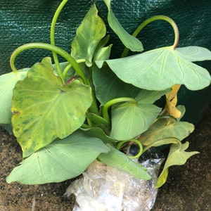 Elephant Ear loti 5 Plant | Etsy