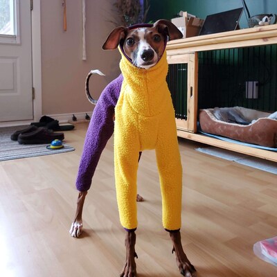 Hosh Primary Slim Romper Blue for Italian Greyhound - Etsy