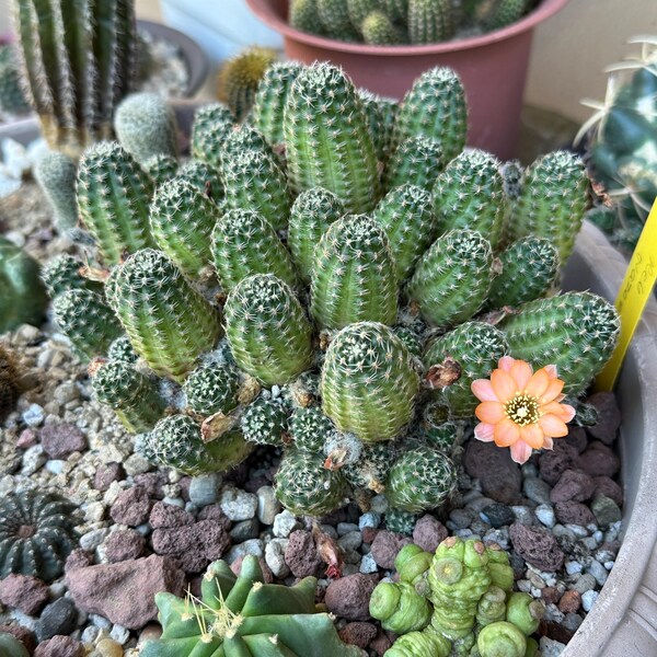 Gymnocalycium Inermis Crest Cactus G 135 - Etsy