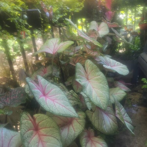 Caladium 'allure' Size #2 (2 Bulbs) **new Crop 2025 ***in Stock Now ...